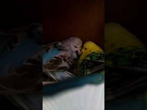 Böyle aşk olur mu ya:) (2)