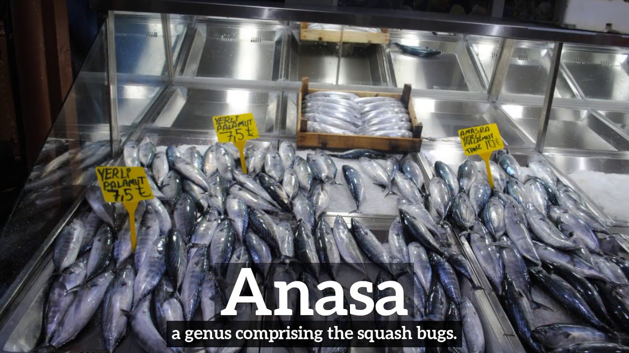How Does Anasa Look? | How to Say Anasa in English? | What is Anasa ...