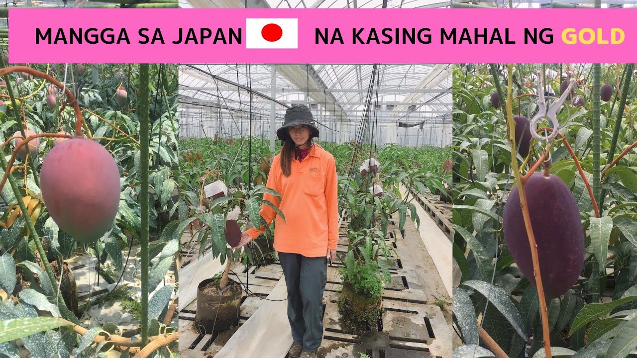 TRABAHO SA JAPAN : MANGO FARM | EXPENSIVE FRUIT - The Egg of the Sun ...