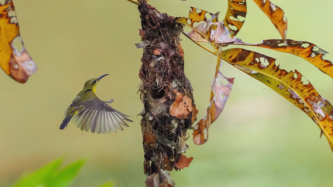 Olive-Backed Sunbird Nesting - YouTube