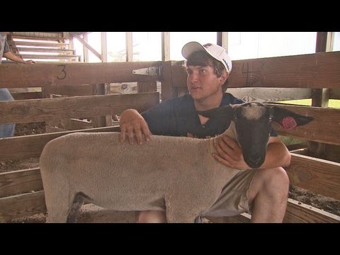 How to Show Animals | Iowa State Fair 2012 - YouTube