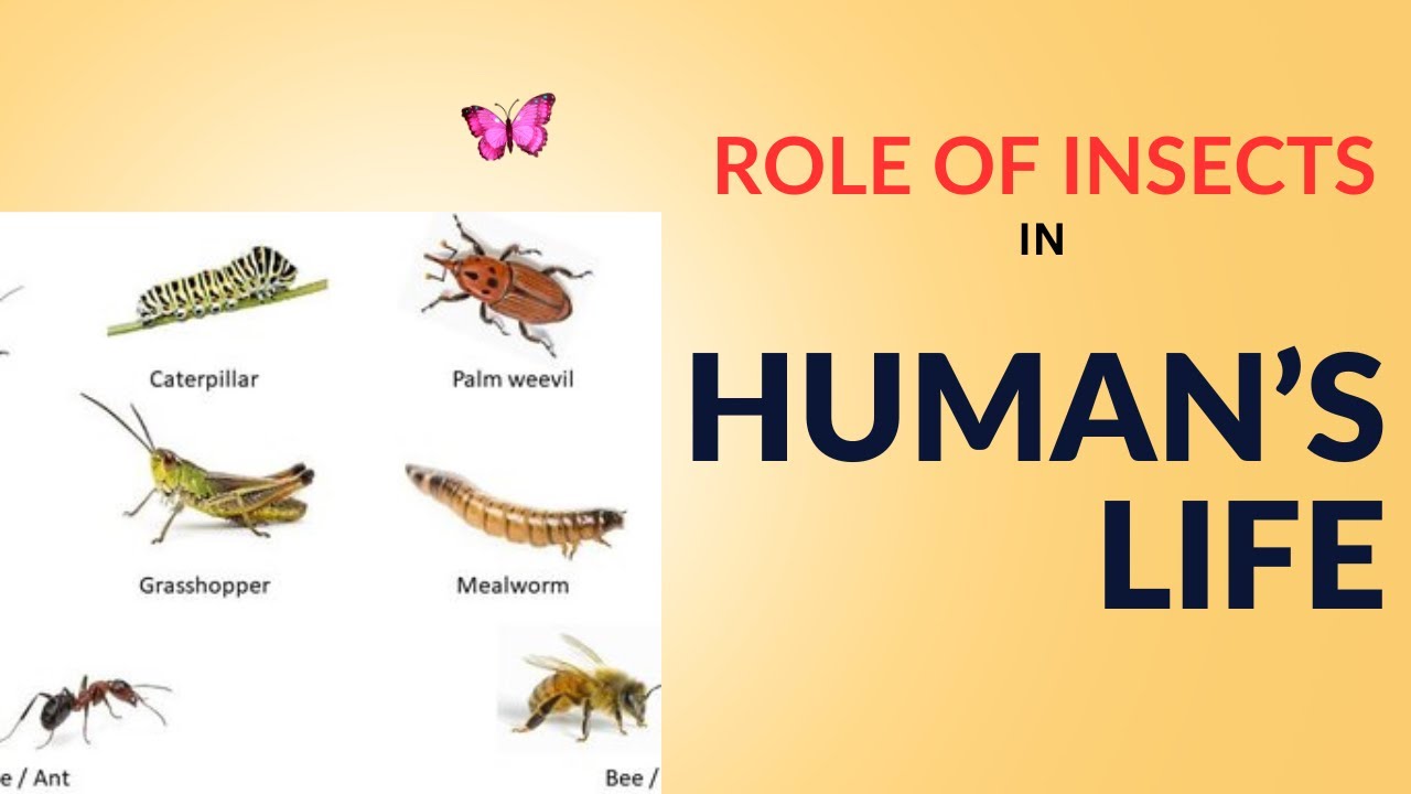 Role of Insects// Insects Function in Universe// Insects for Human life ...