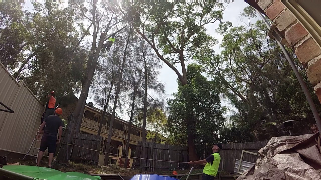 Goodbye tree! - YouTube