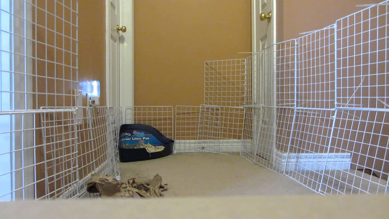 A Binky Or Two Caught On Camera! - YouTube