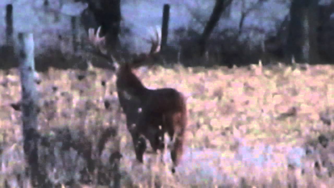 BIG 14 point buck! - YouTube