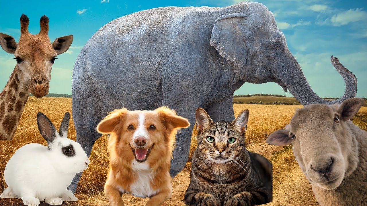 Human-friendly animals: dog, cat, horse, cow, chicken, rabbit - YouTube