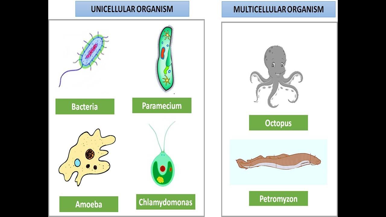 UNICELLULAR AND MULTICELLULAR / MICROBIOLOGY / ANNAI ARAVINDAR ...