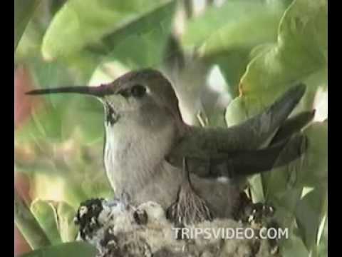 The Birth Of The Hummingbirds - YouTube