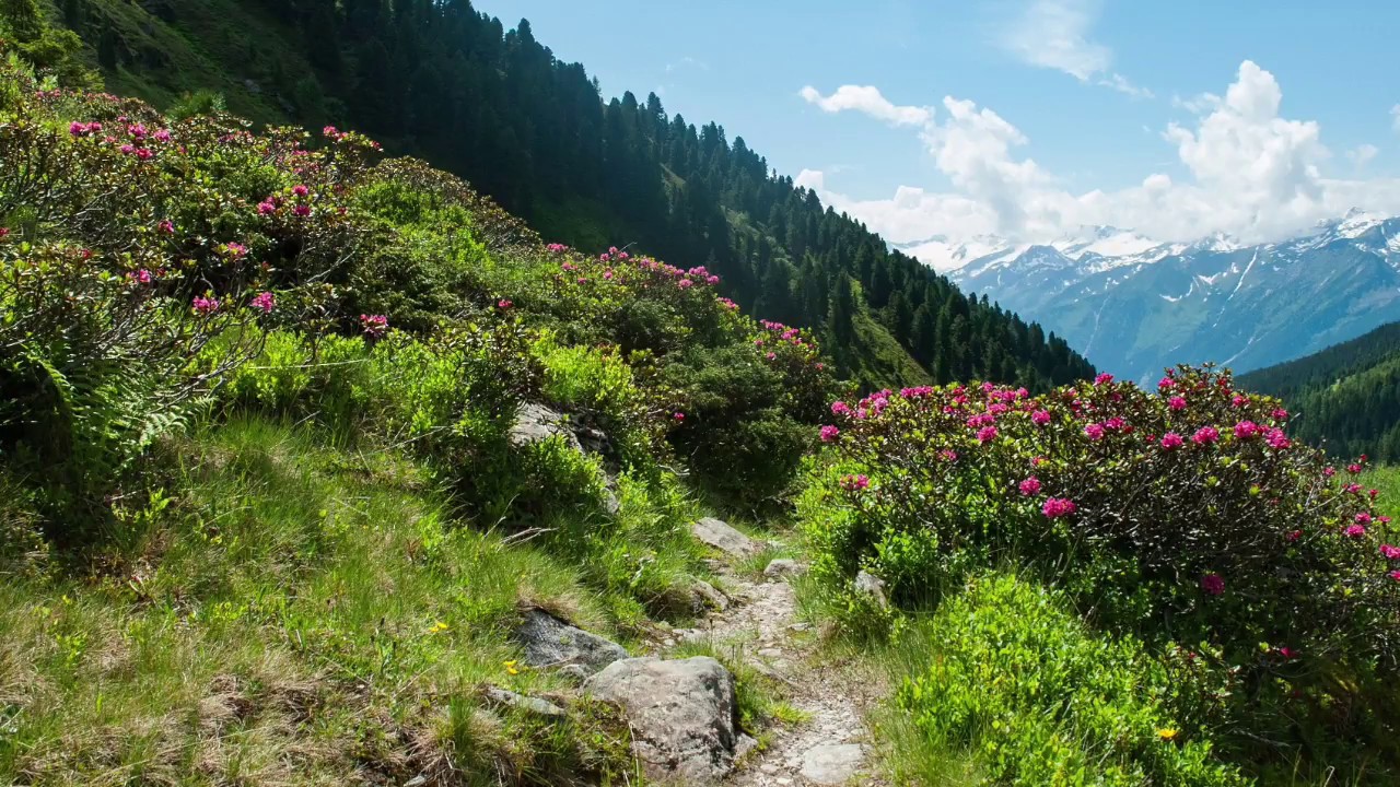 Brahms Cello Sonate F-Dur Sonata F-major op.99 // Georg Faust, Cello ...