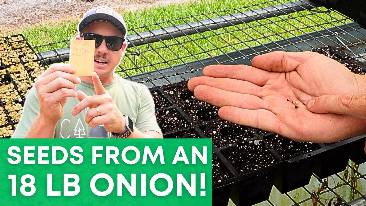 Planting World Record Onion Seeds! - YouTube