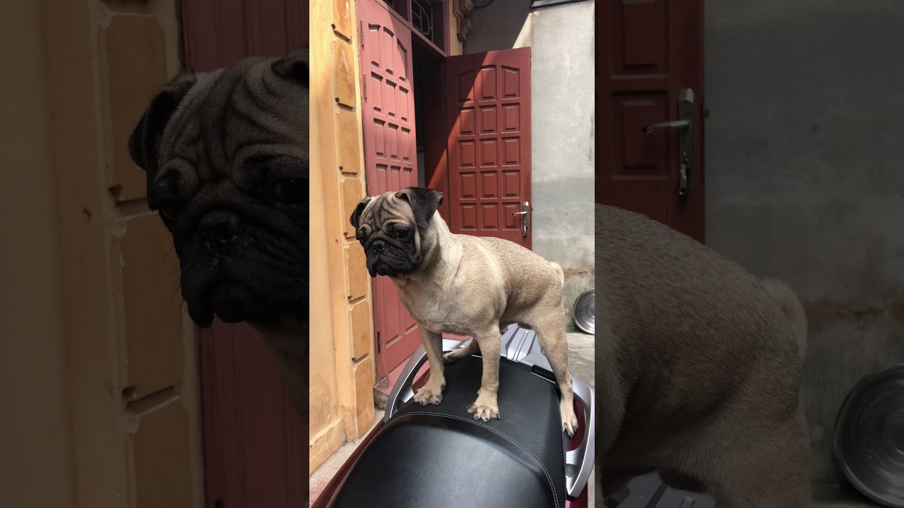 pug - YouTube