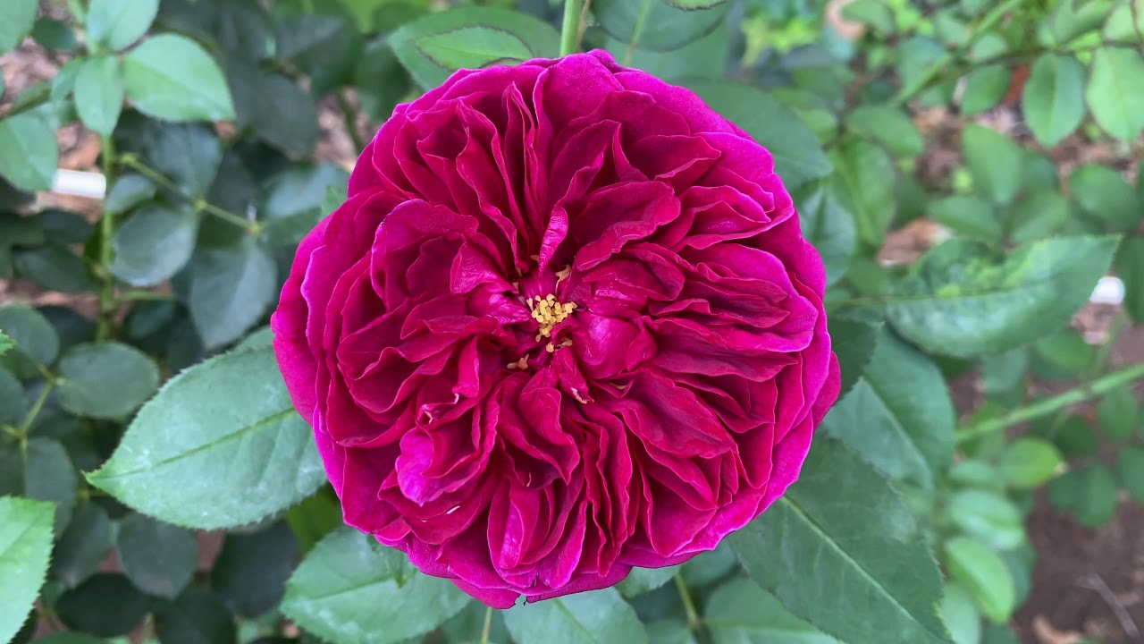 Rose - Darcey Bussell - YouTube