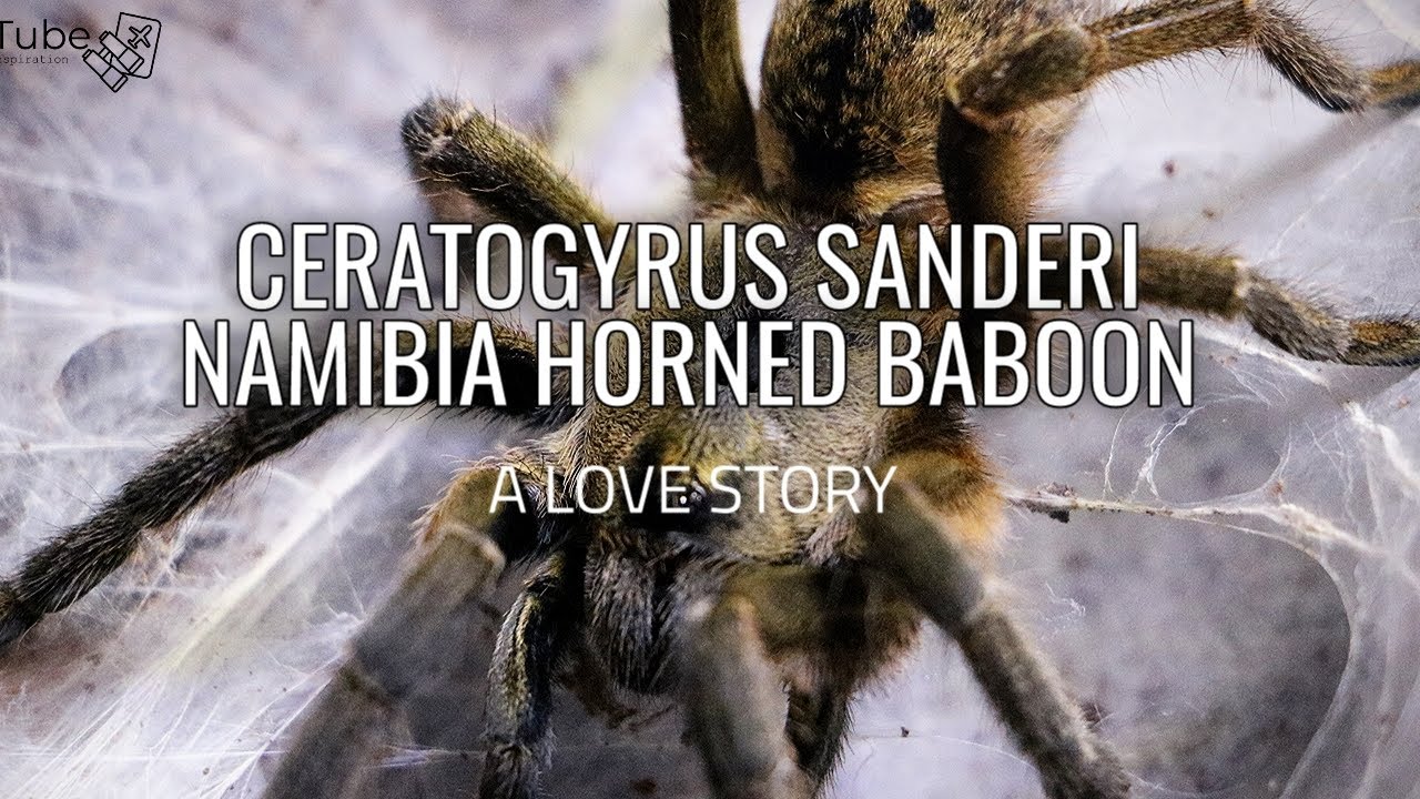 "NAMIBIA HORNED BABOON" Ceratogyrus sanderi - A LOVE STORY - YouTube