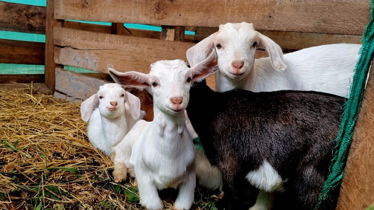 Bore goat Sanen goat goat farm - YouTube