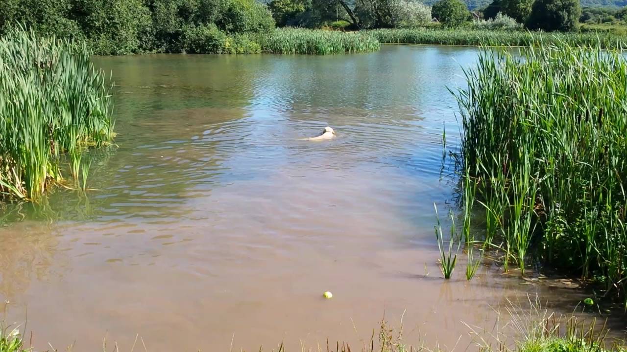 Swimming in backwell lake - YouTube