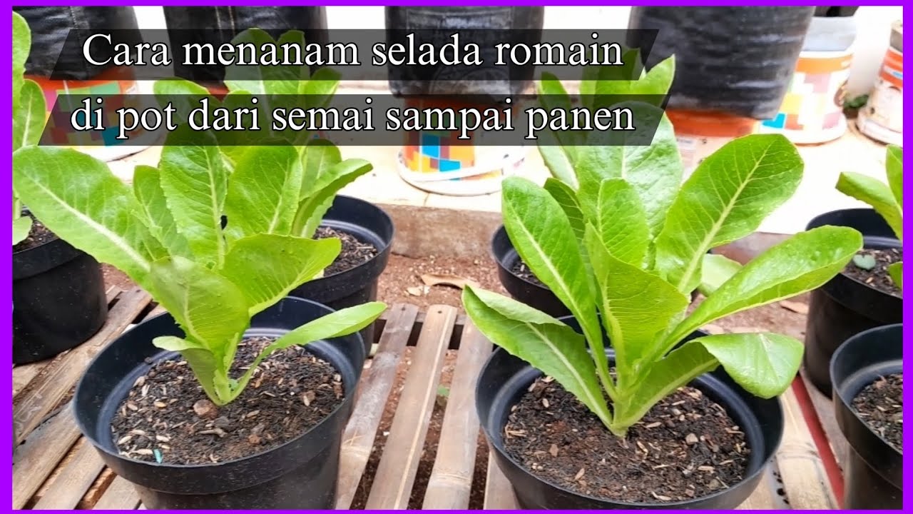 Cara menanam selada romaine dari semai sampai panen - YouTube