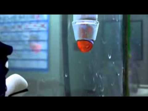 Nemo meets Gill - Nemo stuck - Nemo In Group