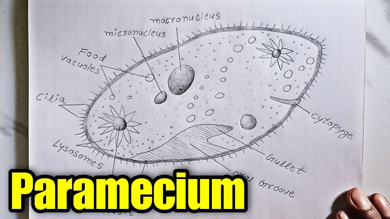 Paramecium Diagram | how to Draw Paramecium labelled diagram step by ...