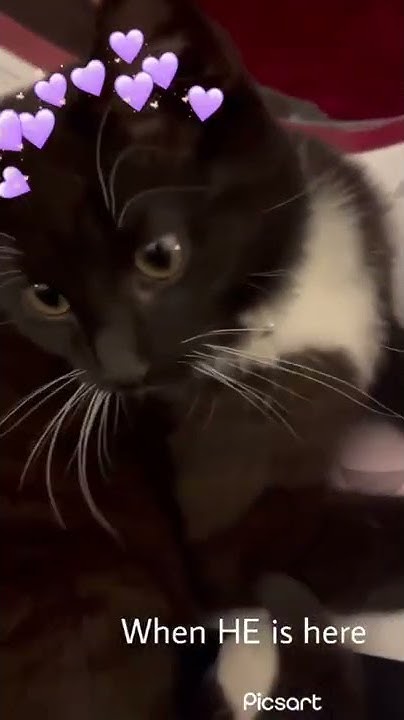 When your cat interrupts your work #shorts - YouTube