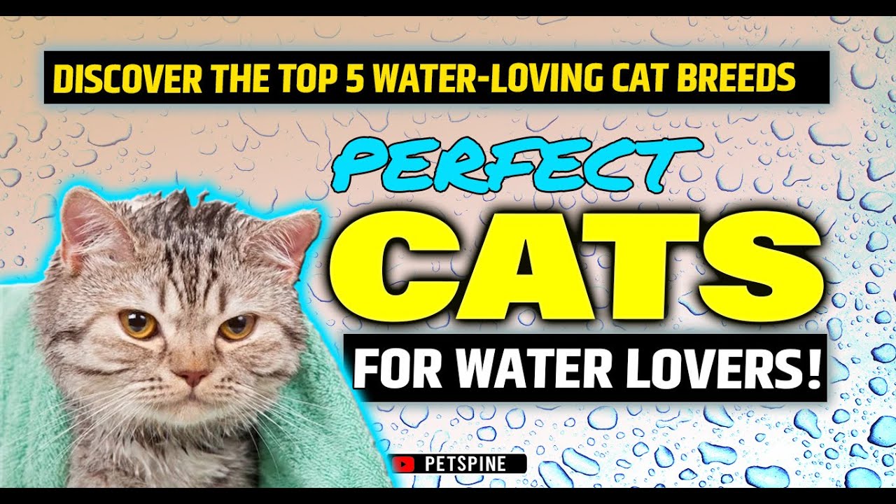 Top 5 Water-Loving Cat Breeds | Perfect Cats for Water - YouTube