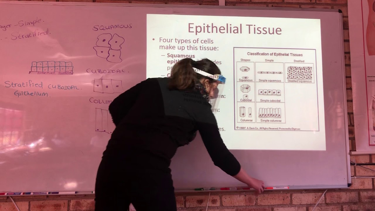 Animal tissue: epithelium recap grade 10 - YouTube