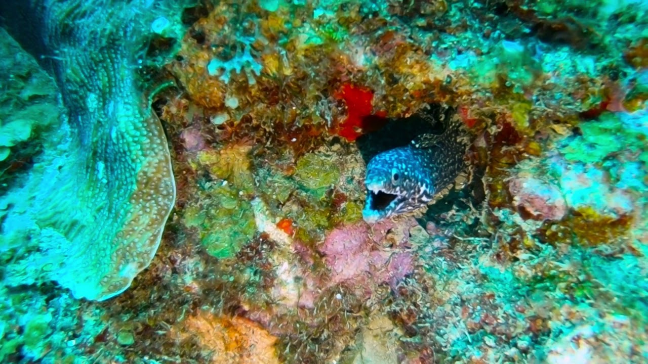 Diving in Grenada: Reefs - YouTube