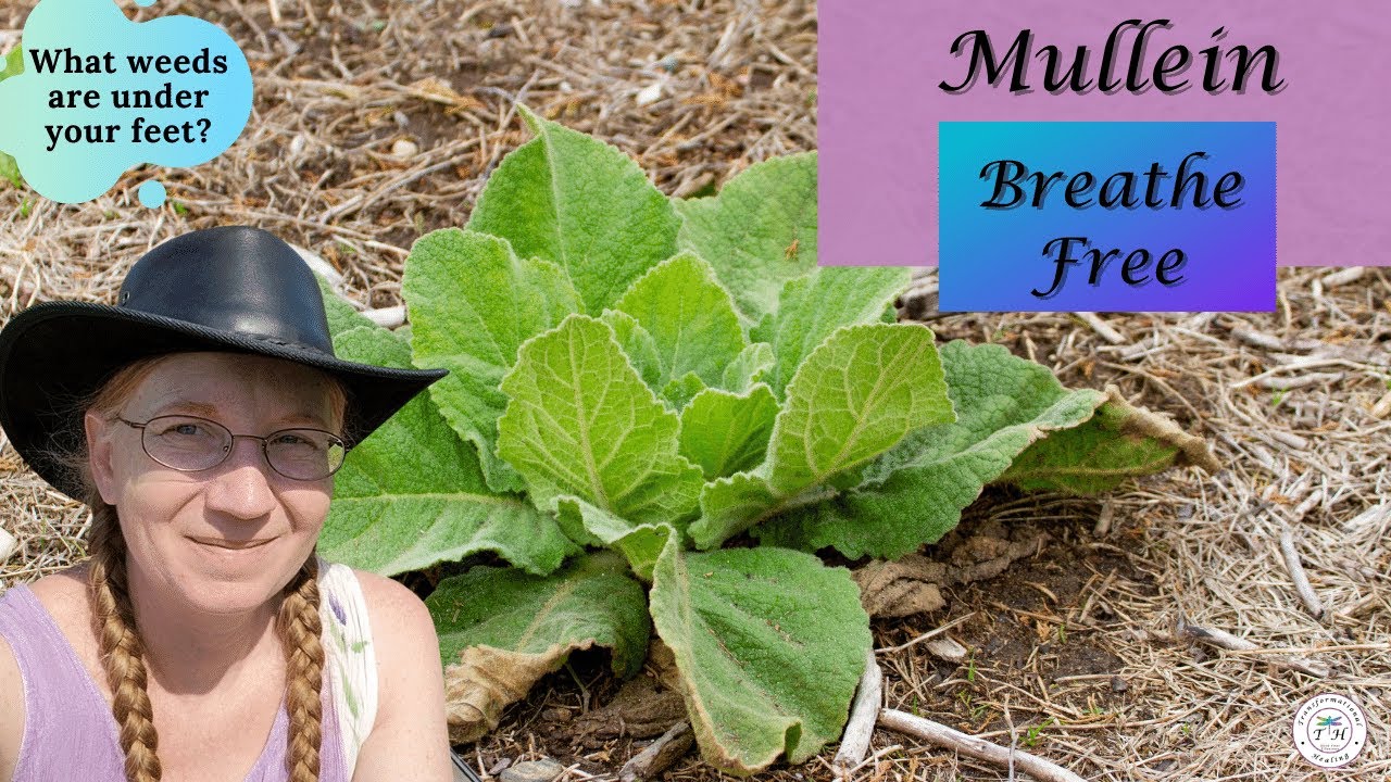 Mullein Identification - Medicinal Uses of Mullein Leaf and Mullein ...