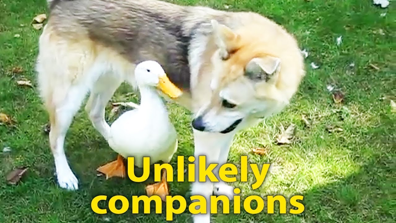 Duck & Dog are Best Friends - Beautiful Relationship Between an ...