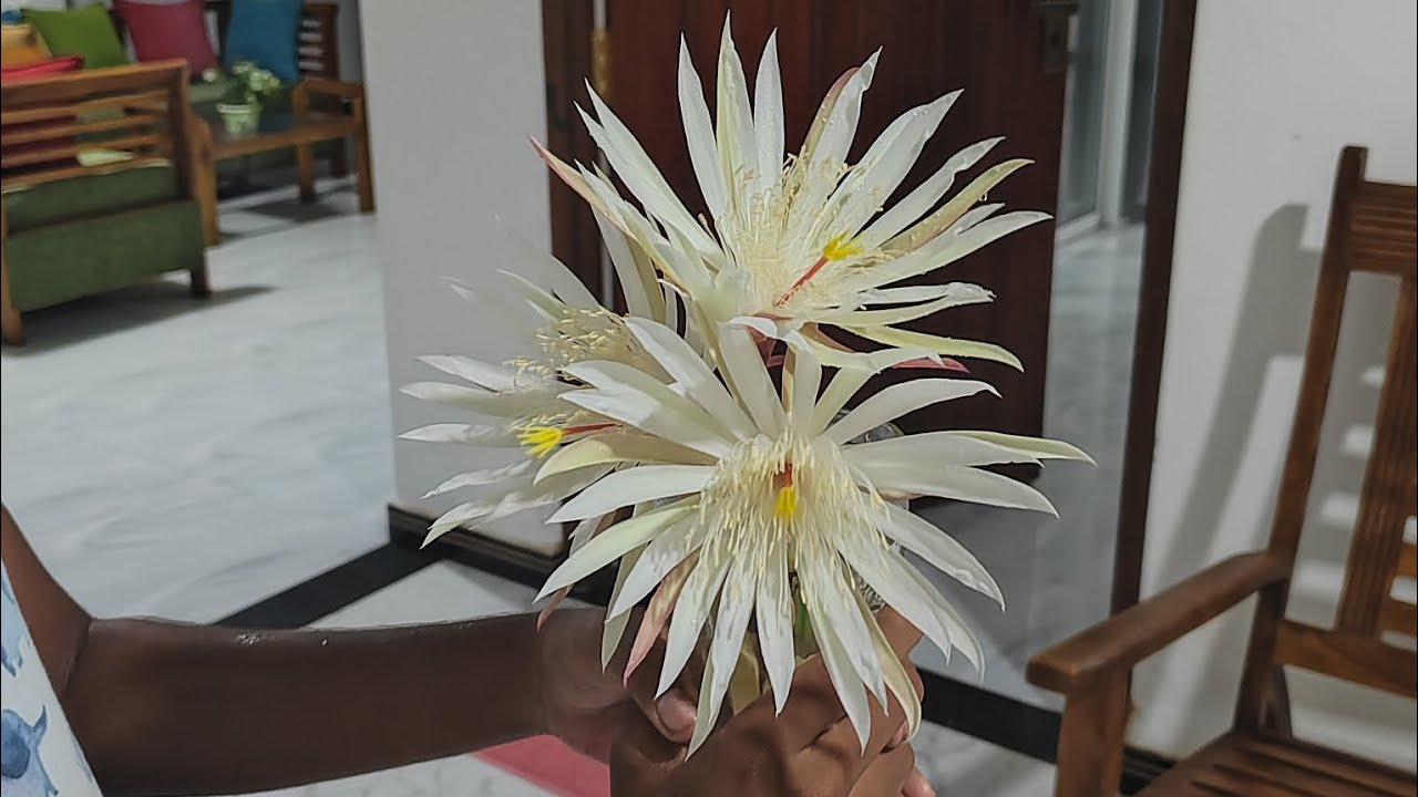 nechural flowers in kadupul#how to make this flower #beautiful flower ...