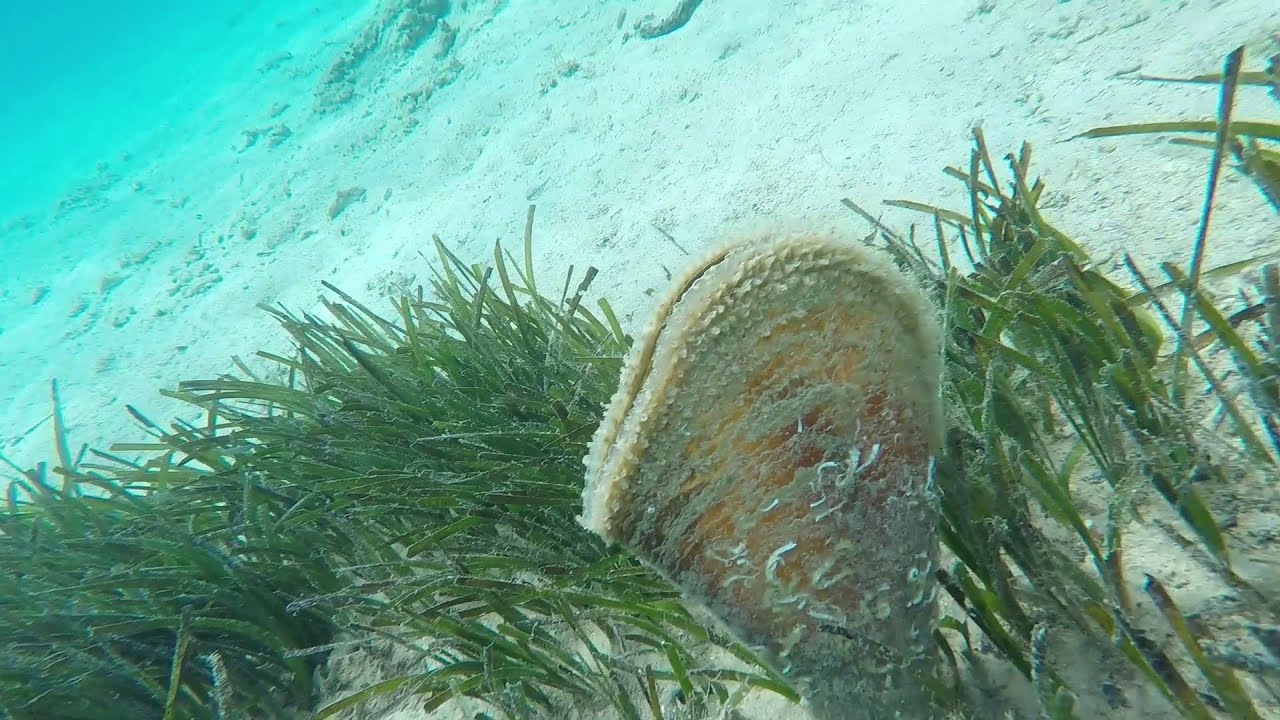Punta Kriza on Cres (Croatia) - YouTube