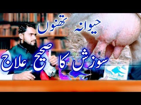 Gay ka thano Sugen ka illaj | Cow udder swelling treatment | than ki sugen ka illaj | cow bhains