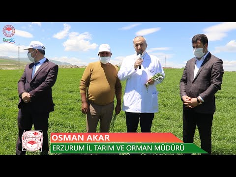 Yazlık Buğday Ekimi