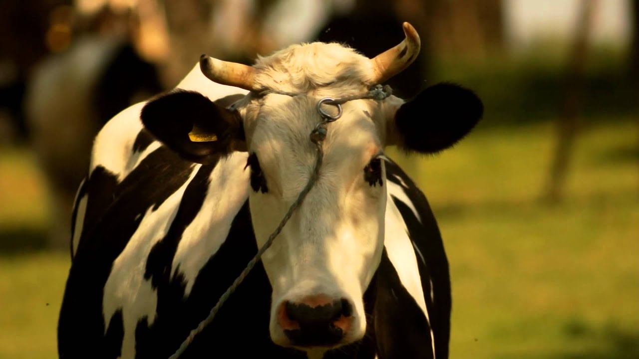 Cow Stock Video - Free HD stock footage - YouTube