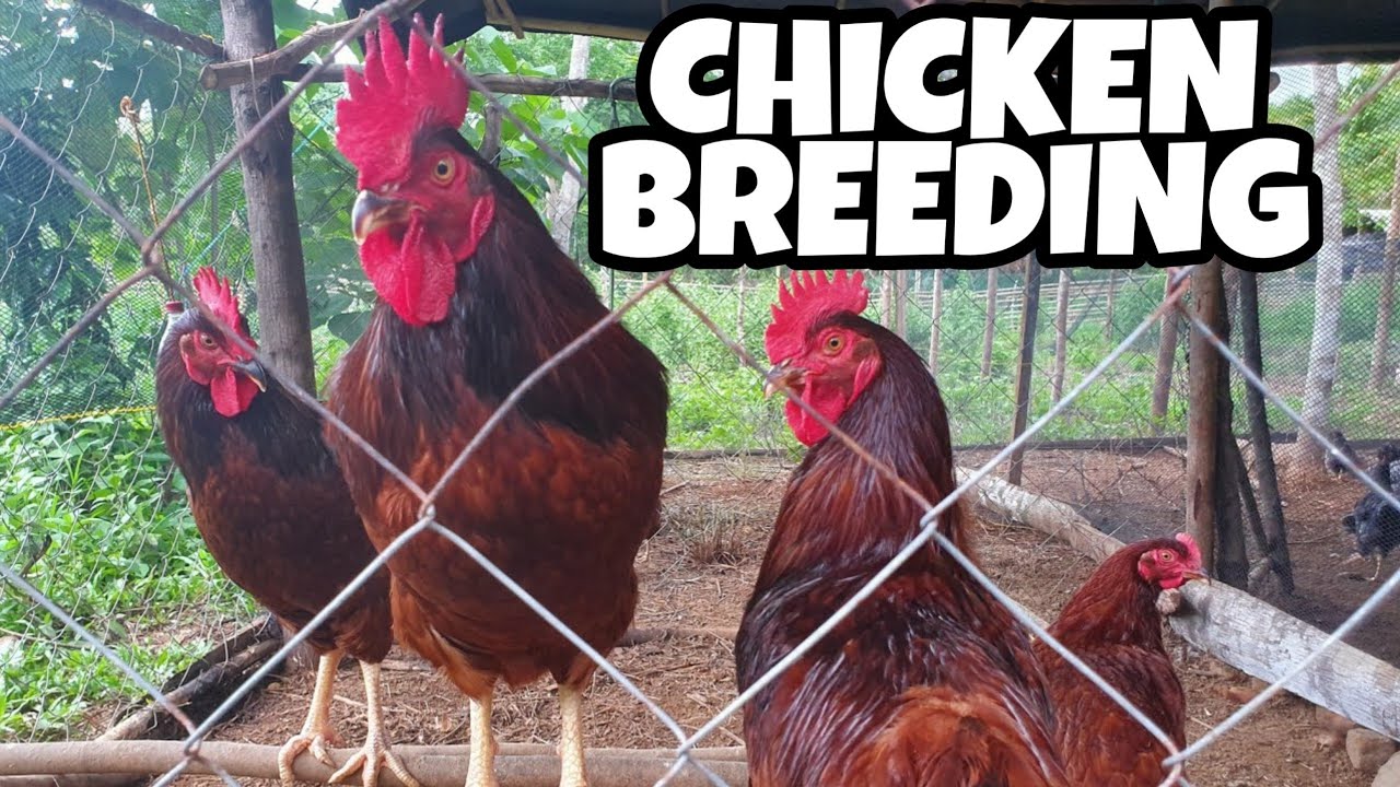 CHICKEN BREEDING|CROSSING CHICKEN BREEDS|FREERANGED CHICKEN - YouTube
