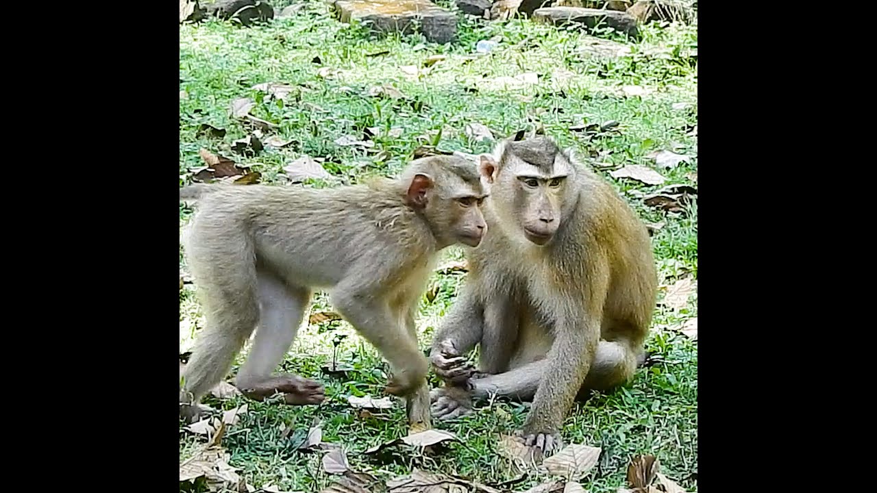 OMG, Sheba and Tom Having Super Fun Together, Great Monkeys - YouTube