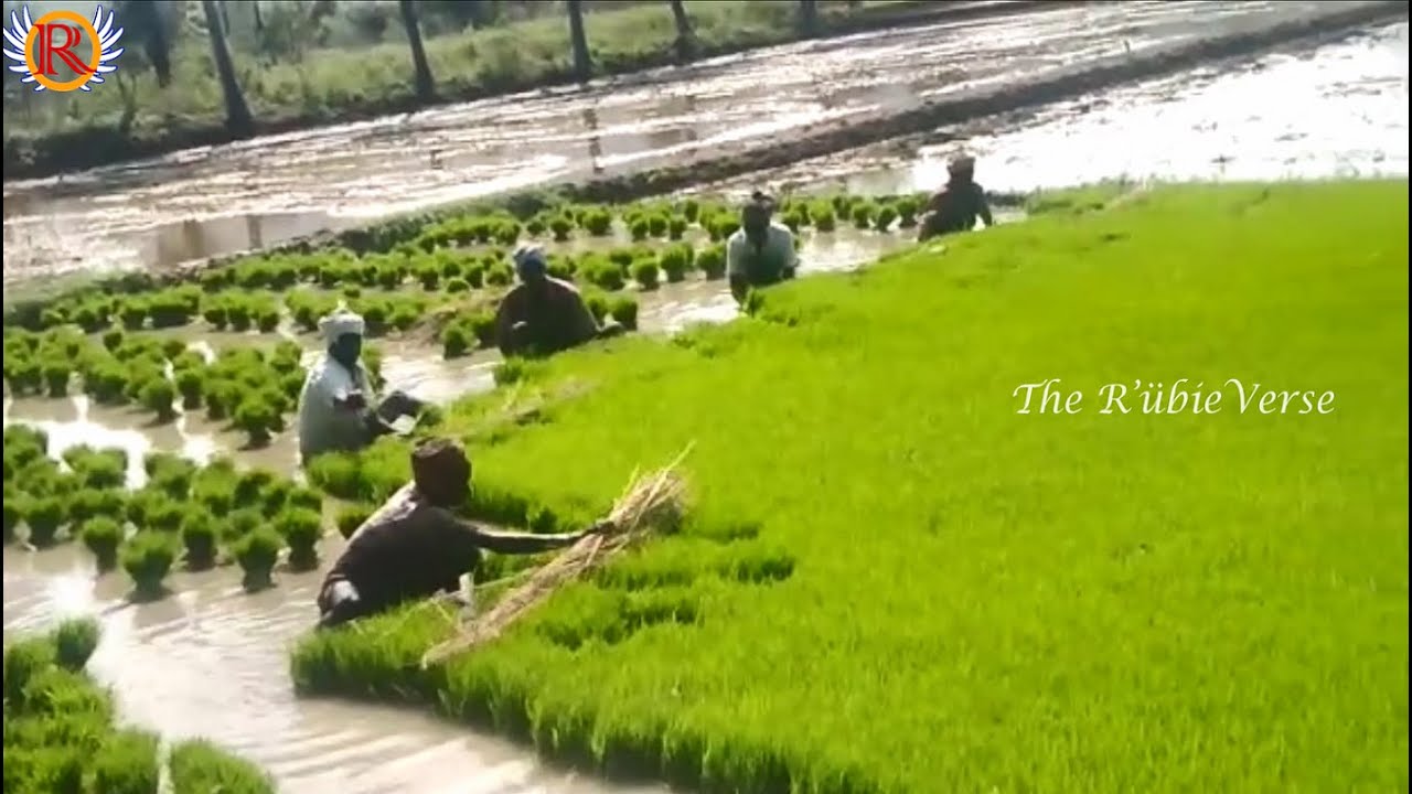 How is Raw Rice Grains Made: Step by Step Growing Rice Paddy Farming ...