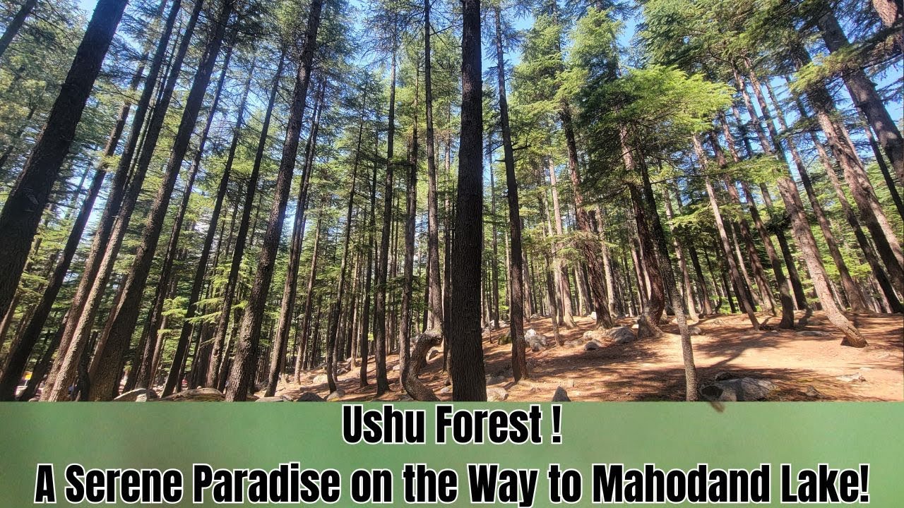 Ushu Forest: A Serene Paradise on the Way to Mahodand Lake! - YouTube