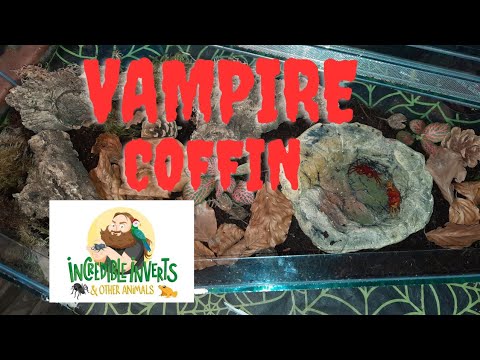 Vampire Coffin | Tank Build #coffin #terrarium #vampire - YouTube