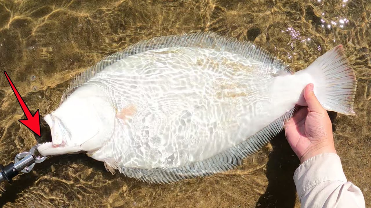 Giant Flounder from Shore - Fluke Fishing with Hard Jerkbaits - YouTube