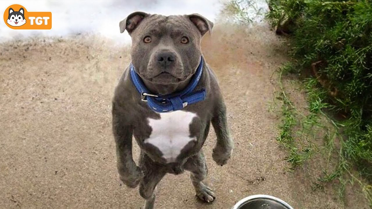 When Your Dogs Go On A Rampage!! 🐶FUNNIEST Dogs 2024 - YouTube