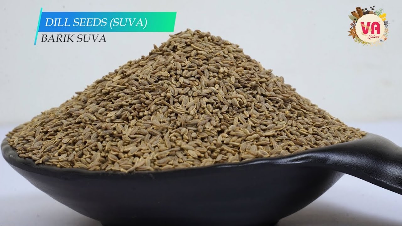 Dill Seeds Suva Barik Quality - YouTube