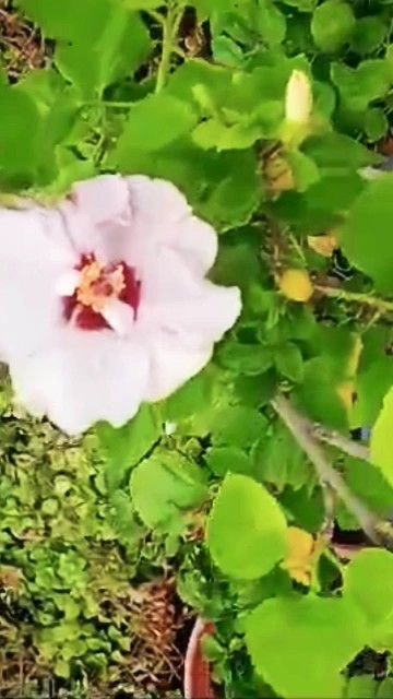#shorts jaba plant flower tree#nature #gardenplants - YouTube
