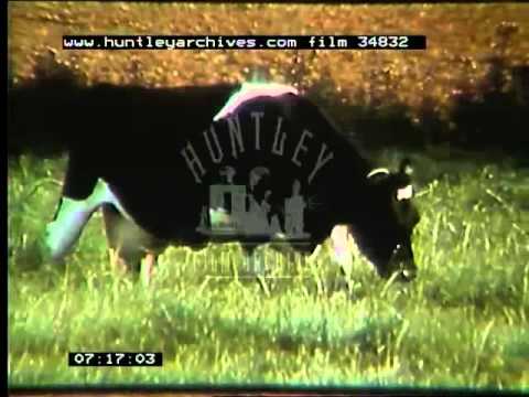 Dairy Farming, 1970s - Film 34832 - YouTube