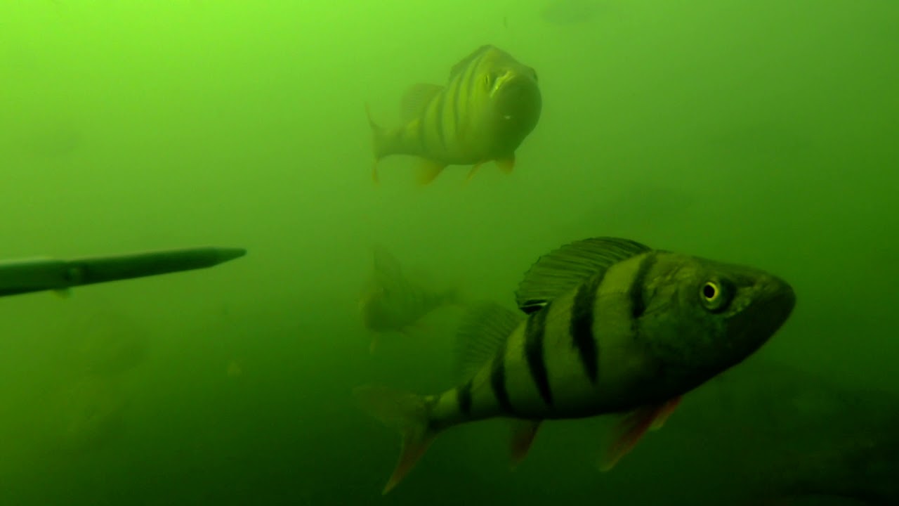 SPEARFISHING PERCH 2018 at Finland - YouTube