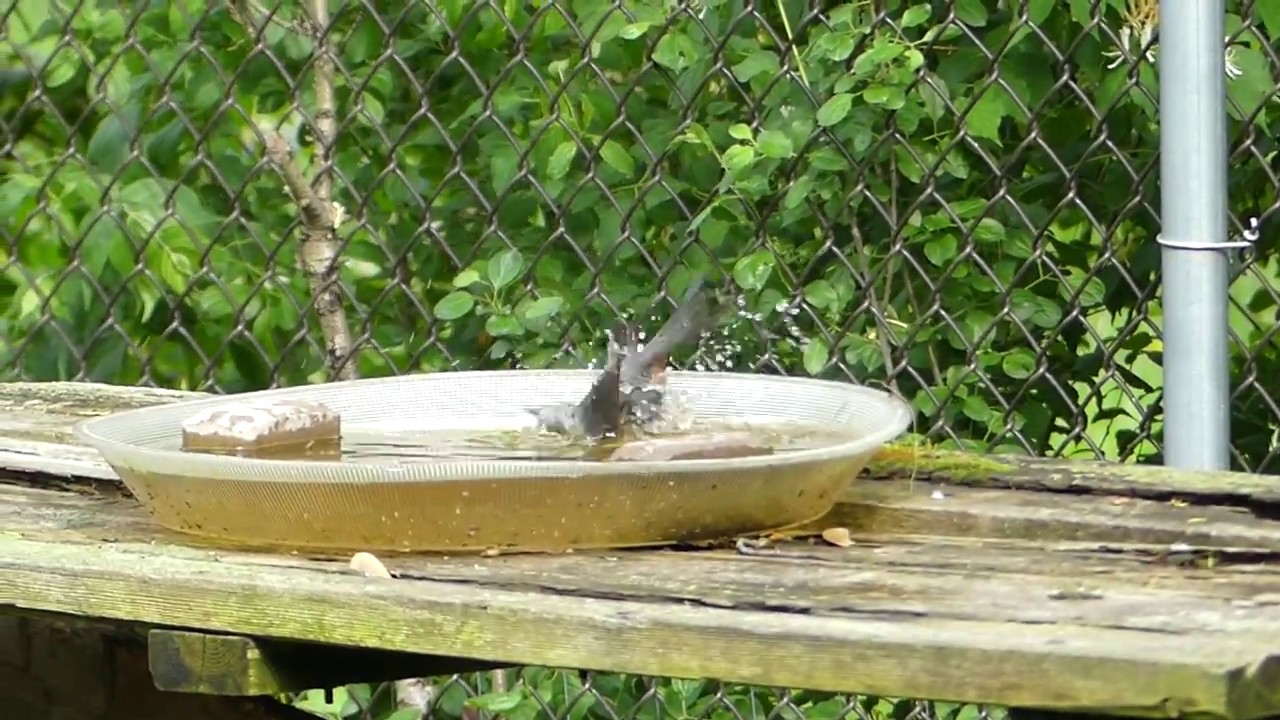 Gray Catbird - Cathy P's Wild Bird Gardens - Downers Grove IL - YouTube
