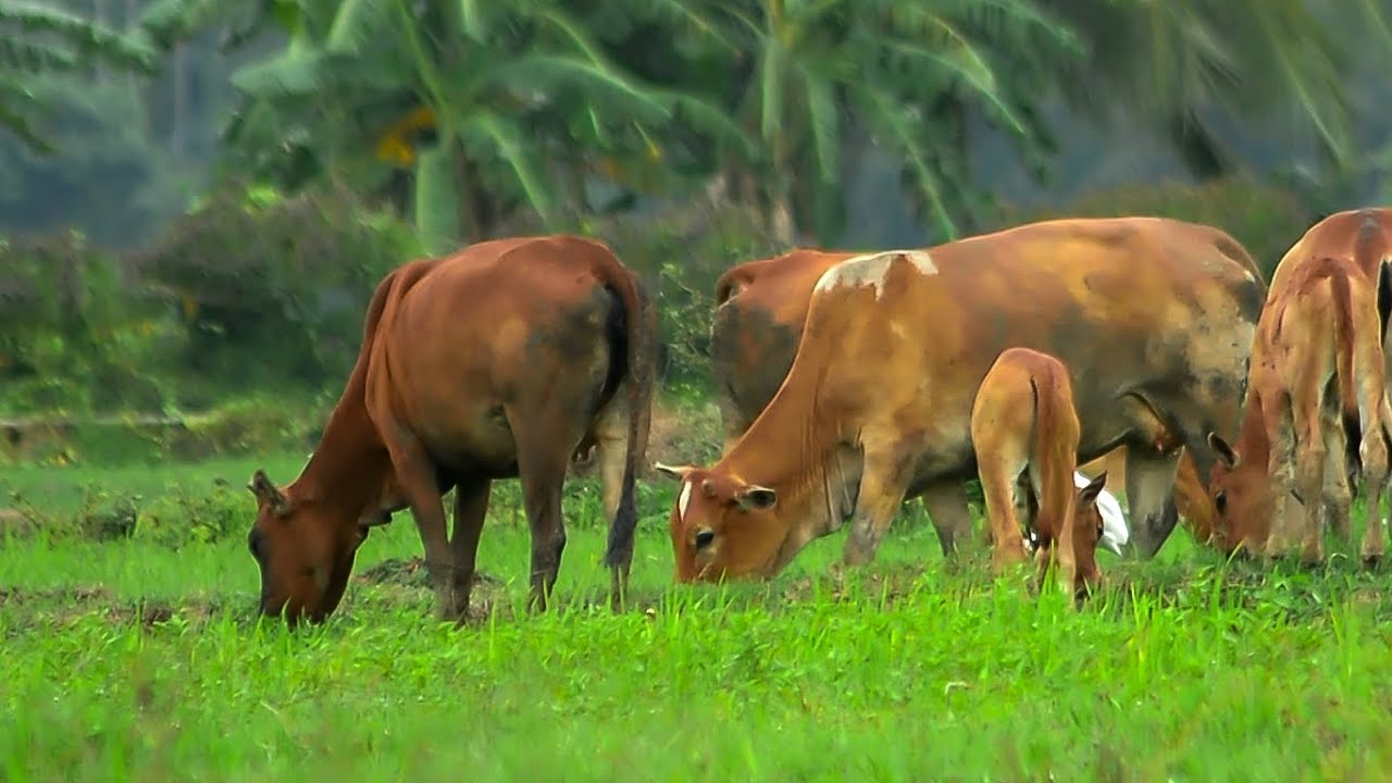 The cows were released into the wild on the edge of a village's forest ...