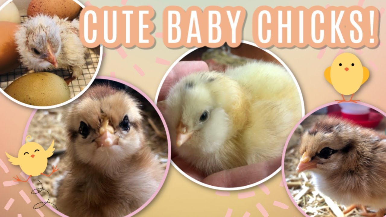 Cute New Baby Chicks in our Flock - YouTube