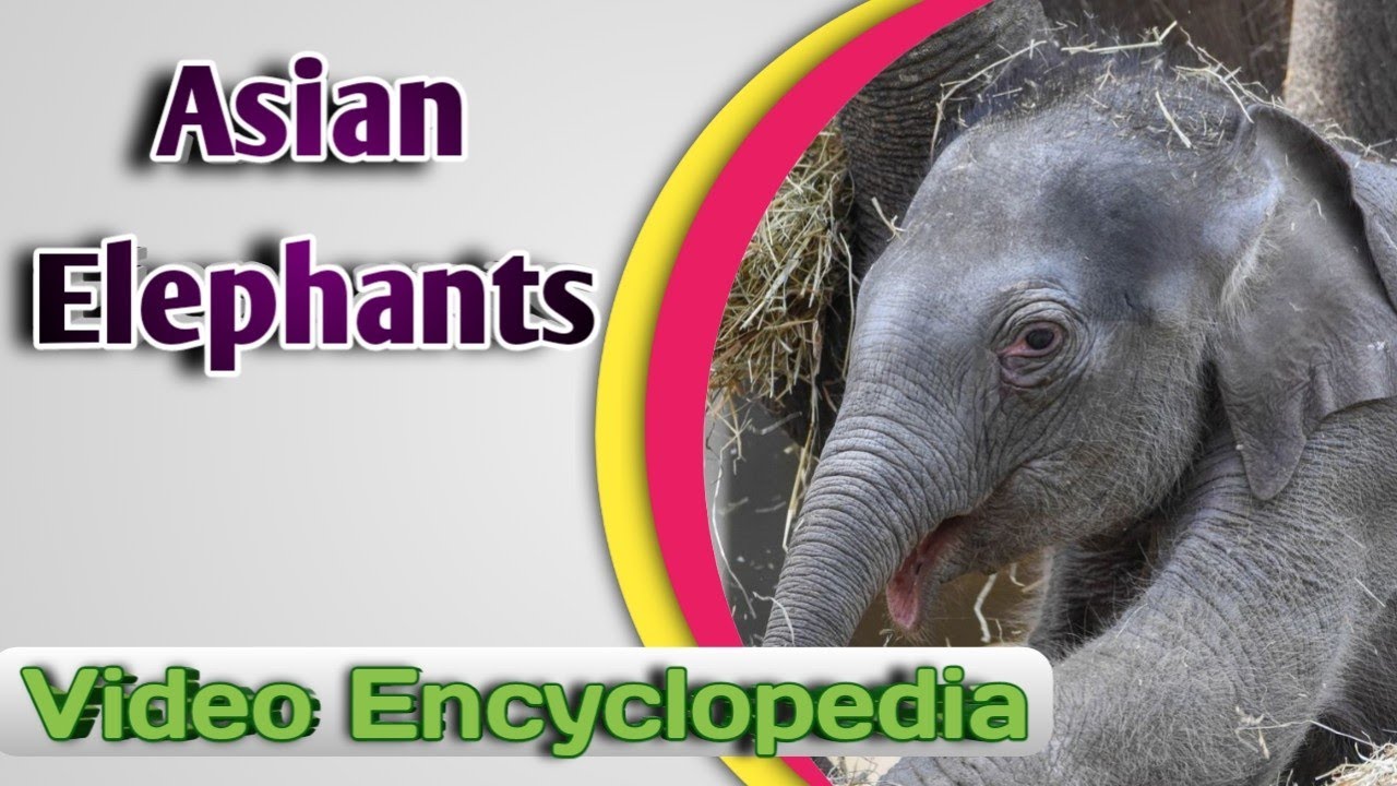 Asian Elephants - Video Encyclopedia - YouTube