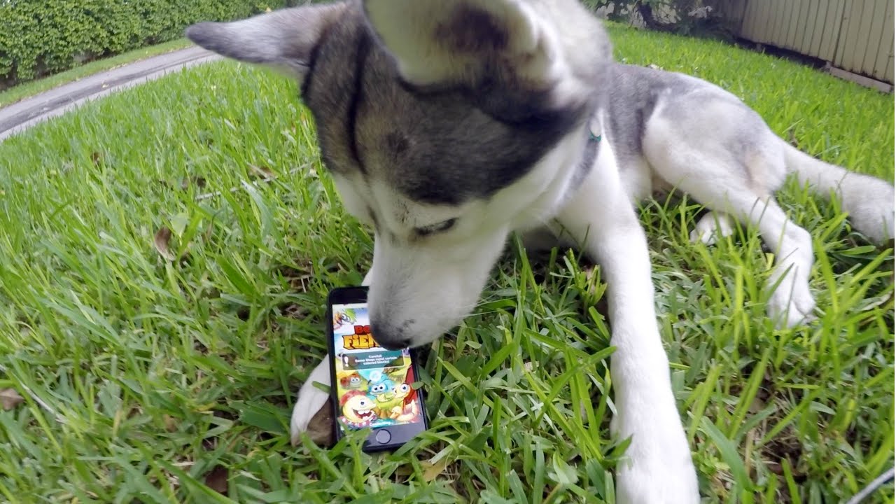 Best Fiends with Gohan The Husky! - YouTube