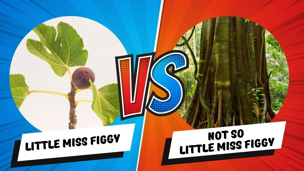 Unveiling the Truth: Is the Little Miss Figgy Fig Tree Really a Dwarf ...
